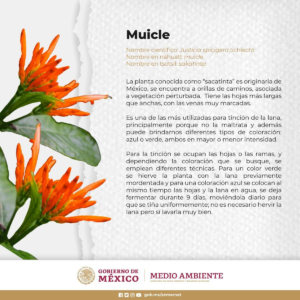 Muicle: Usos, Propiedades Medicinales y Cultivo de esta Planta ...